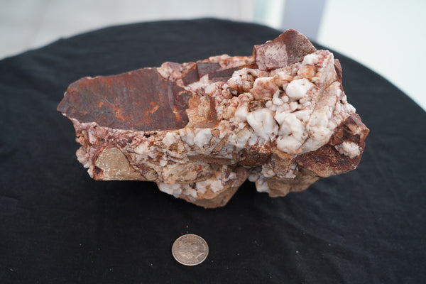 Victorian Goldfields Quartz Specimen – Large Brecciated Rock with Whit ...